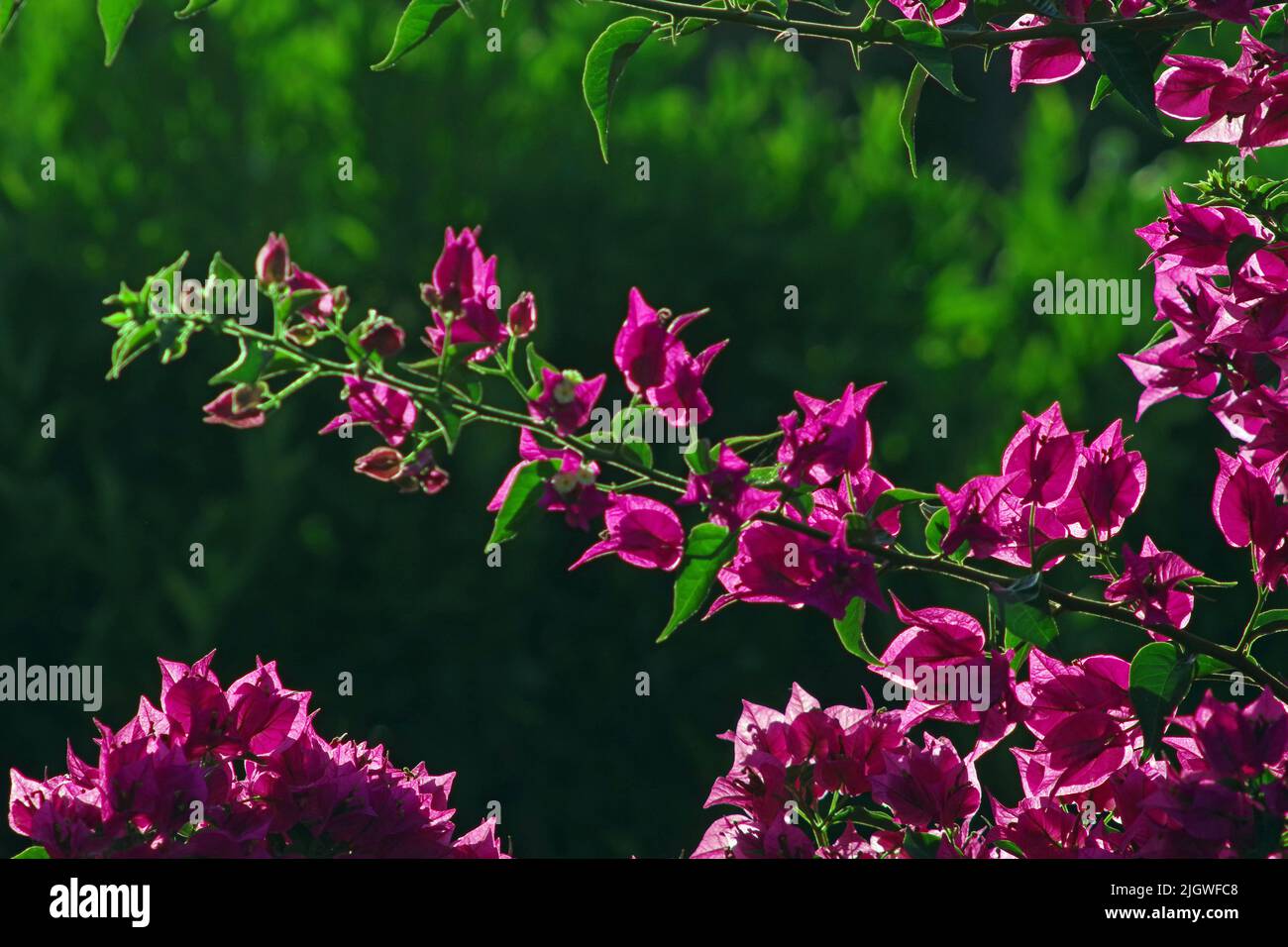 Bouganvillea fòowering close-up backlight Stock Photo - Alamy