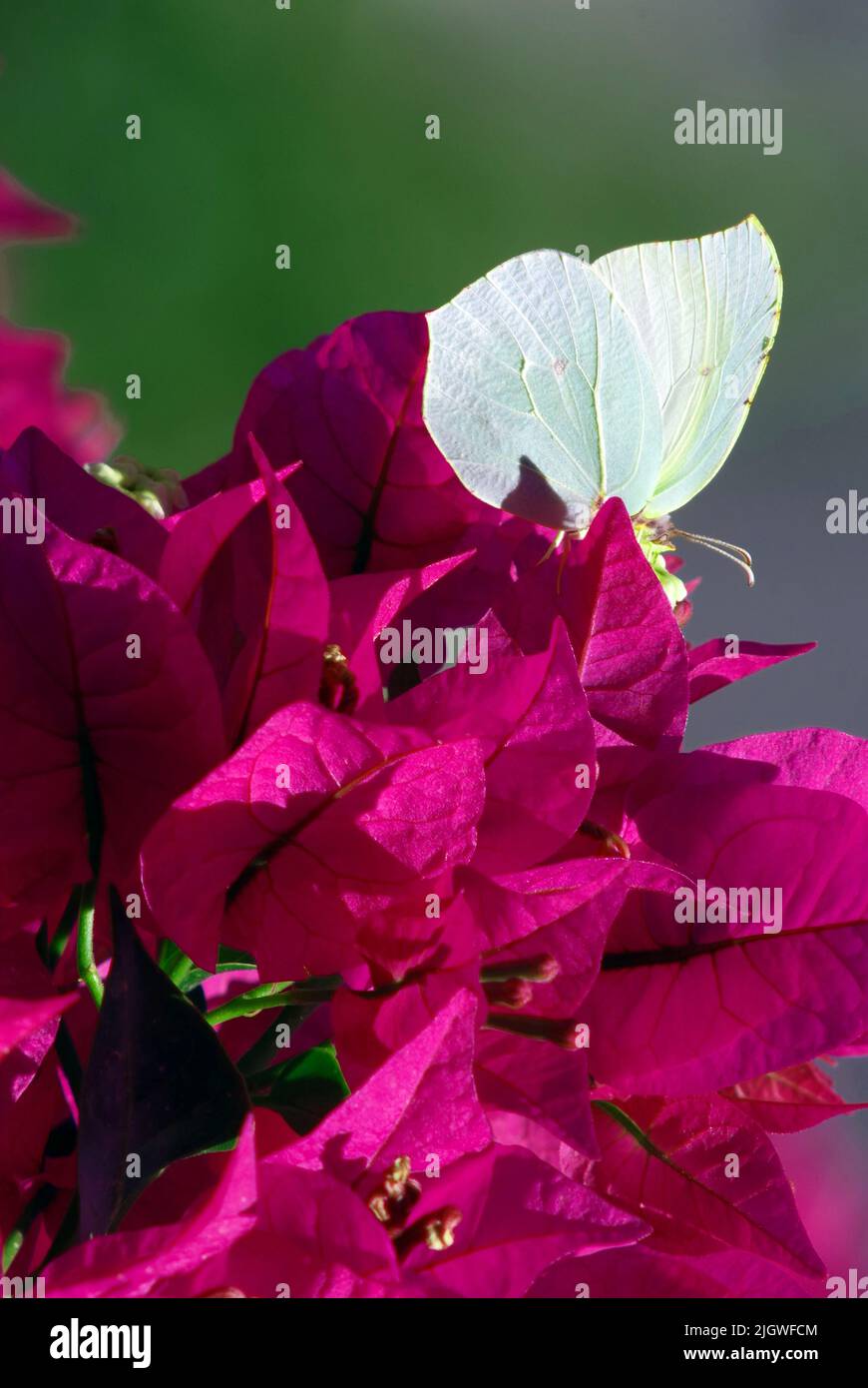 White butterfly over bouganvillea flower close-up Stock Photo - Alamy