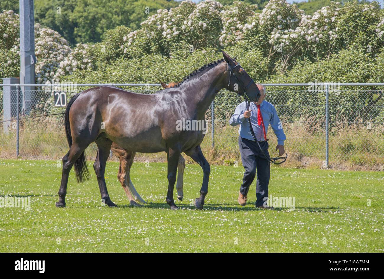 Barryroe Show 2022 Stock Photo - Alamy