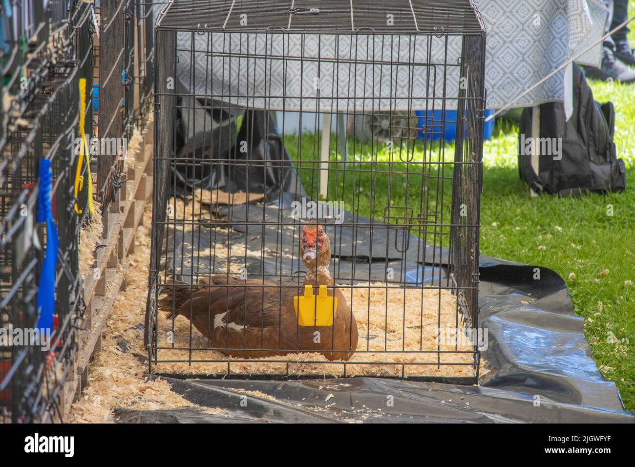 Barryroe Show 2022 Stock Photo - Alamy