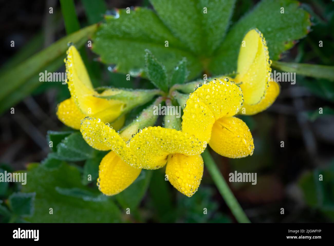 Lotus Japonicus , more common name Birds foot trefoil. A very ...