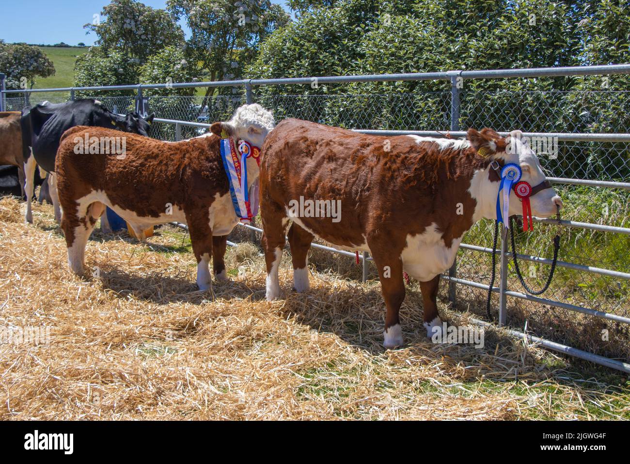 Barryroe Show 2022 Stock Photo - Alamy