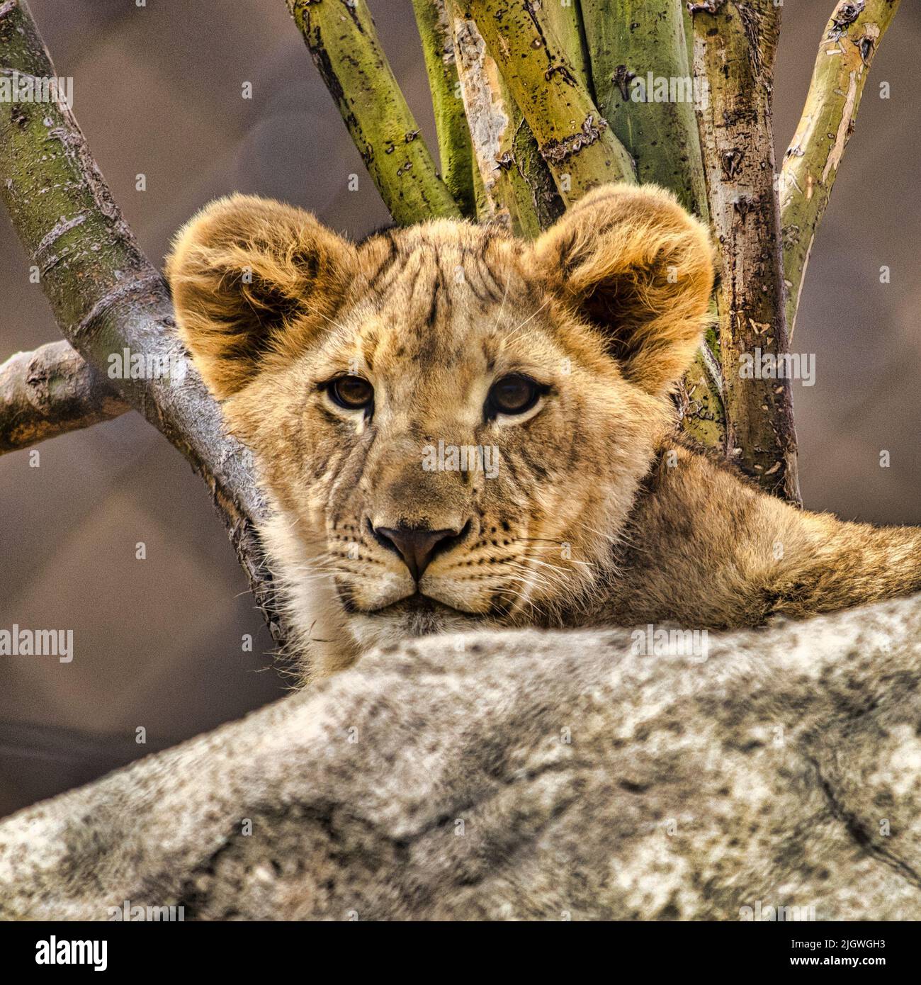 The close-up shot of an Asiatic lion's cub hiding behind the stone ...