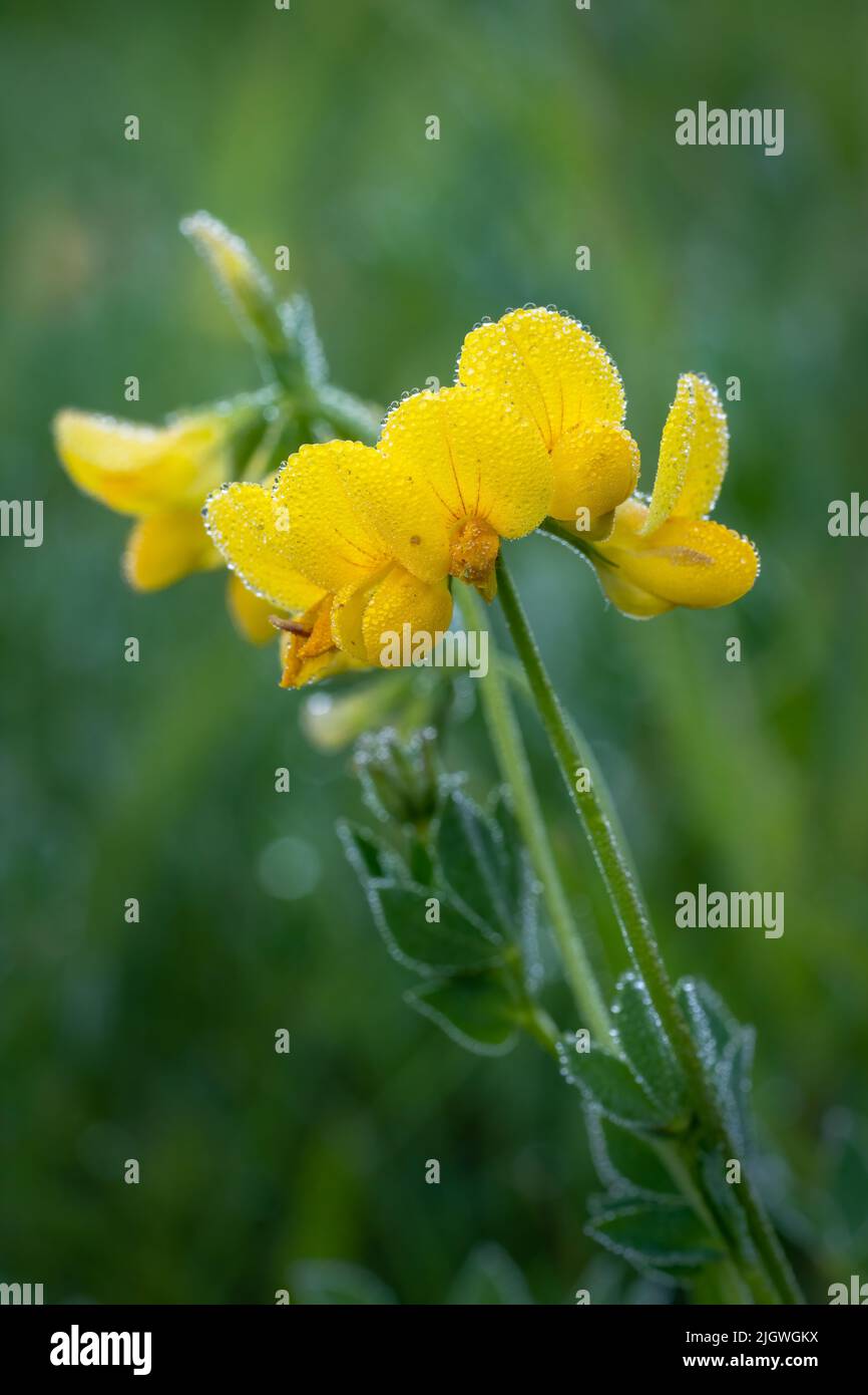 Lotus Japonicus , more common name Birds foot trefoil. A very ...