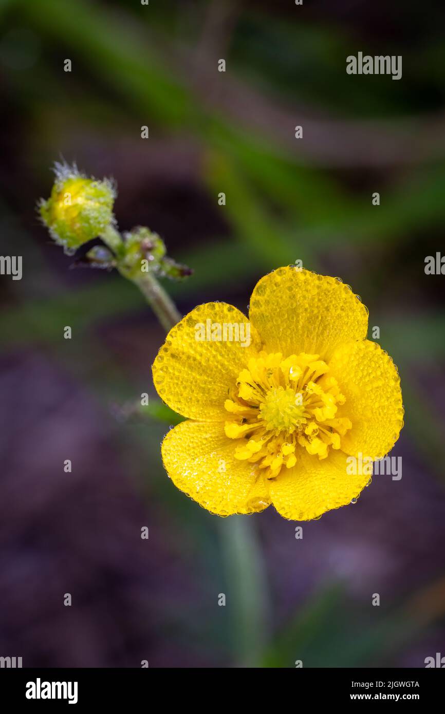 Meadow buttercup, photographed at a door county Wisconsin nature ...