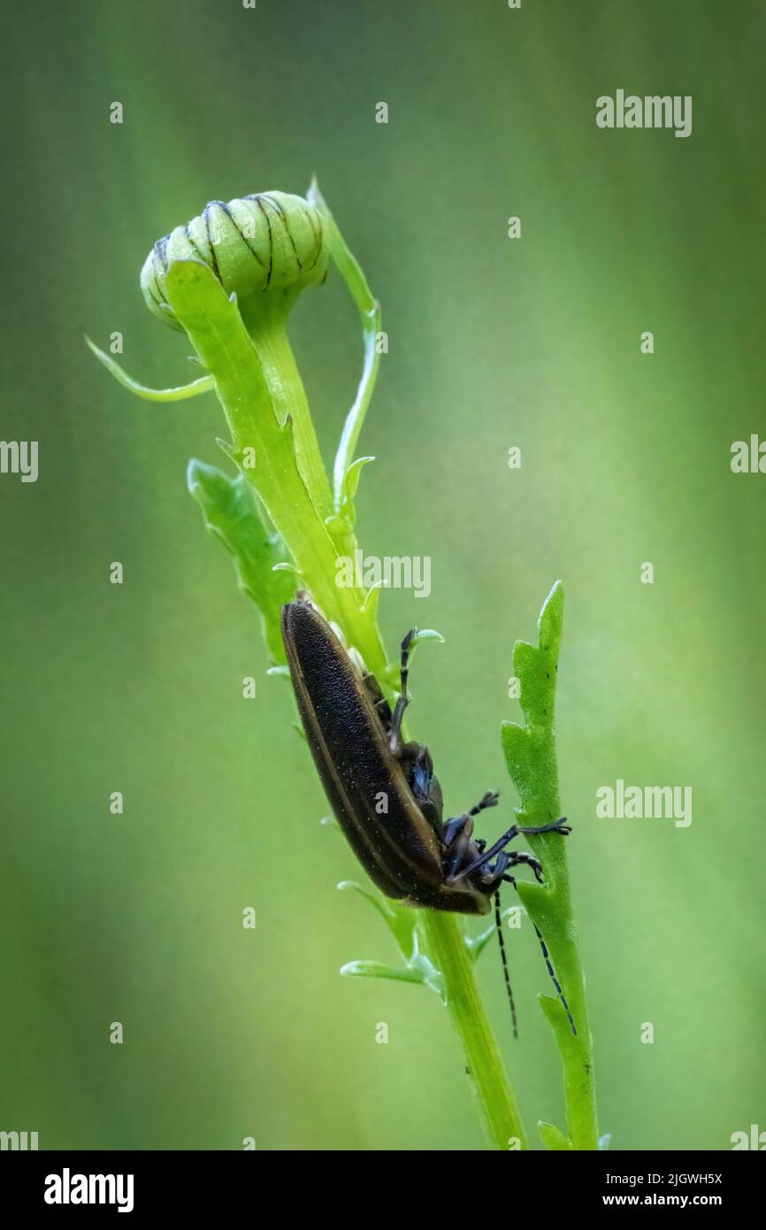 Photuris Pensylvanica more commonly know as the firefly bug ...