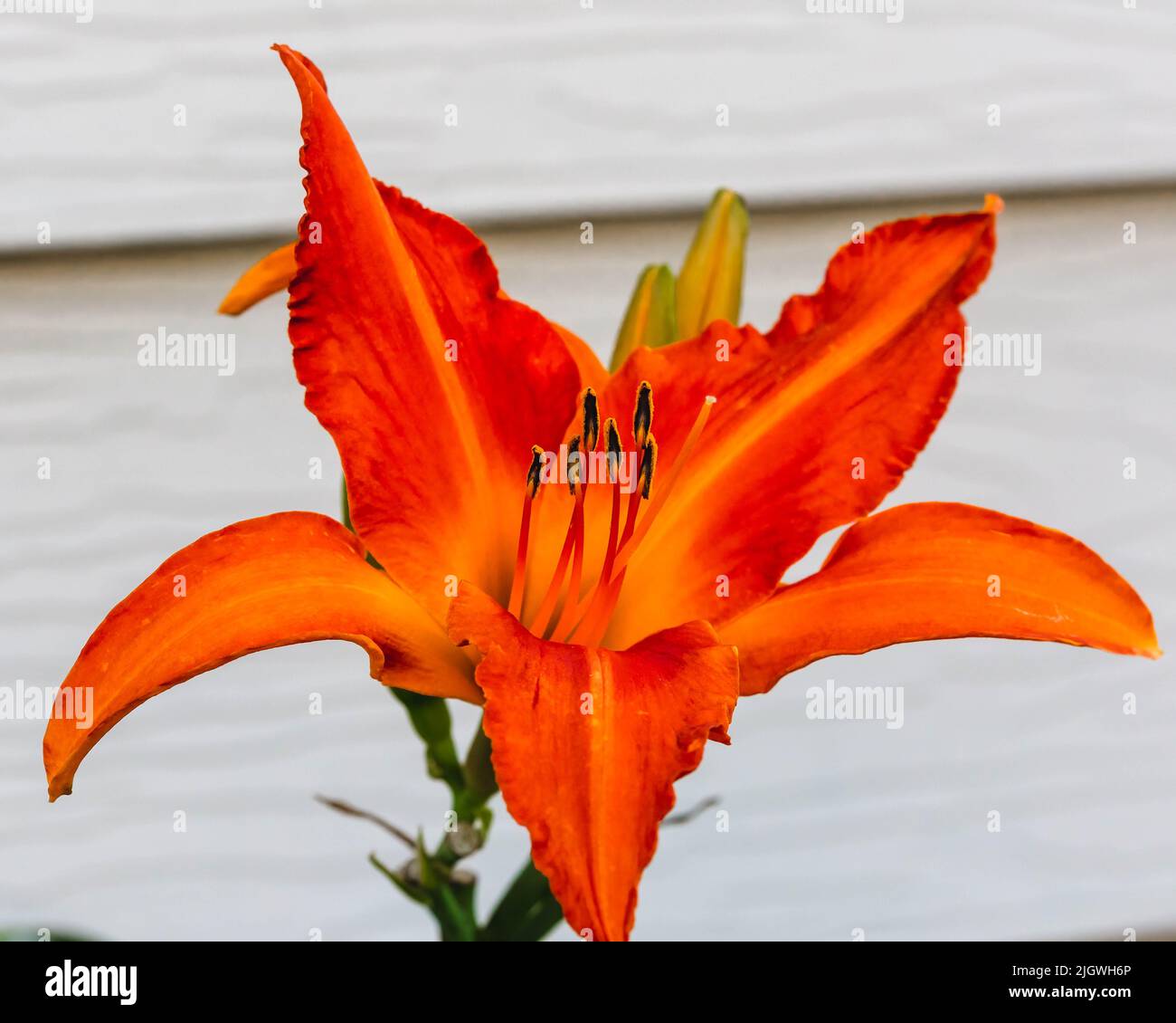 Primal Scream orange day lily in the lily garden Stock Photo - Alamy