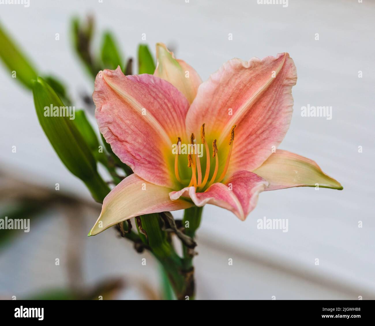 first of several pink and yellow lilies to open in the Lily garden ...