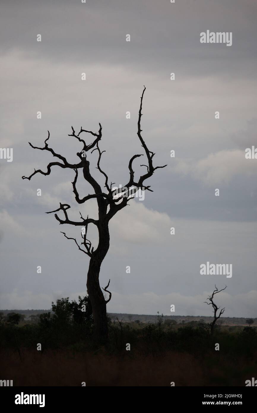 Afrikanischer Busch / African Bush Stock Photo - Alamy