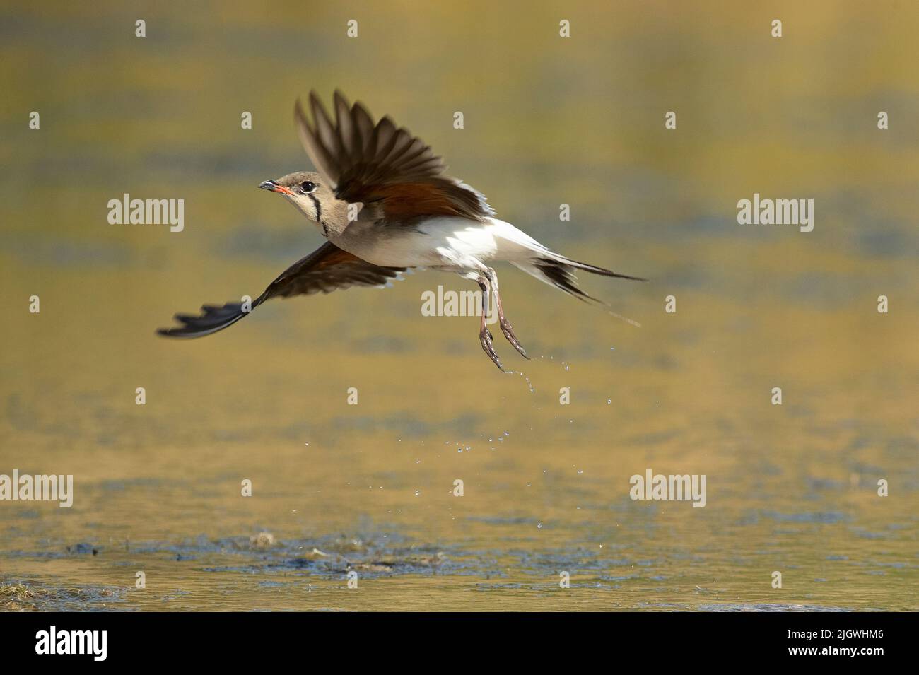 Adult collared pratincole flying in the last light of the afternoon in ...