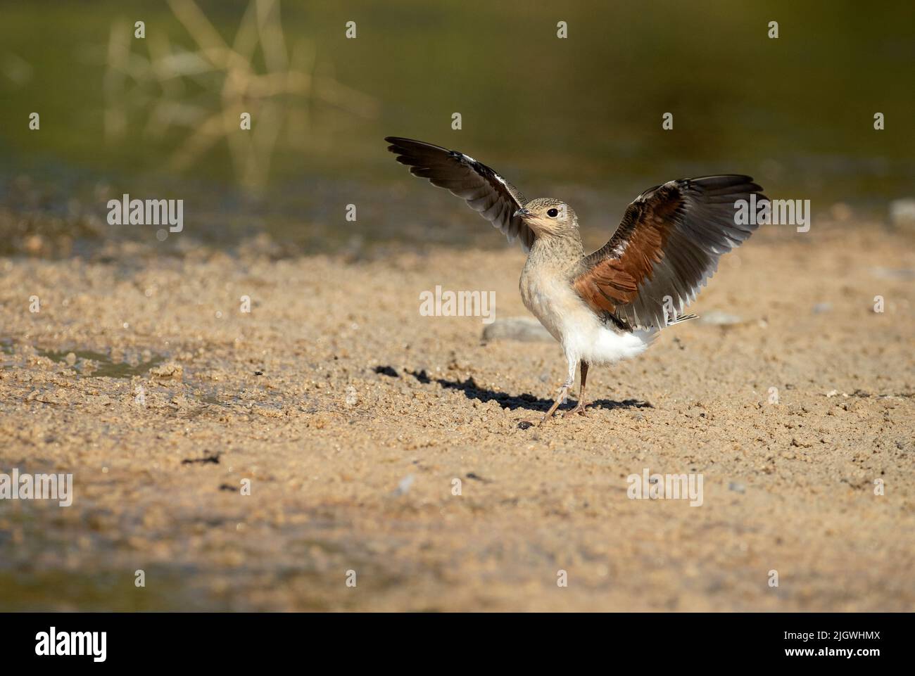 Adult collared pratincole flying in the last light of the afternoon in ...