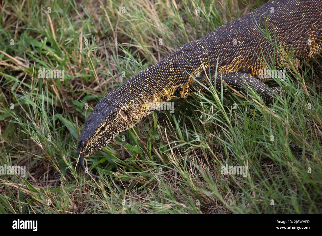Nilwaran / Nile Monitor / Varanus niloticus Stock Photo - Alamy