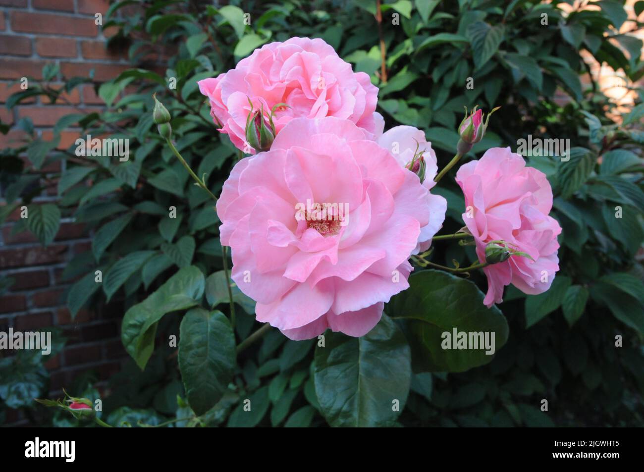 Kastrup/Copenhagen/Denmark/13 July 2022/ Roses flowers and rose plants ...