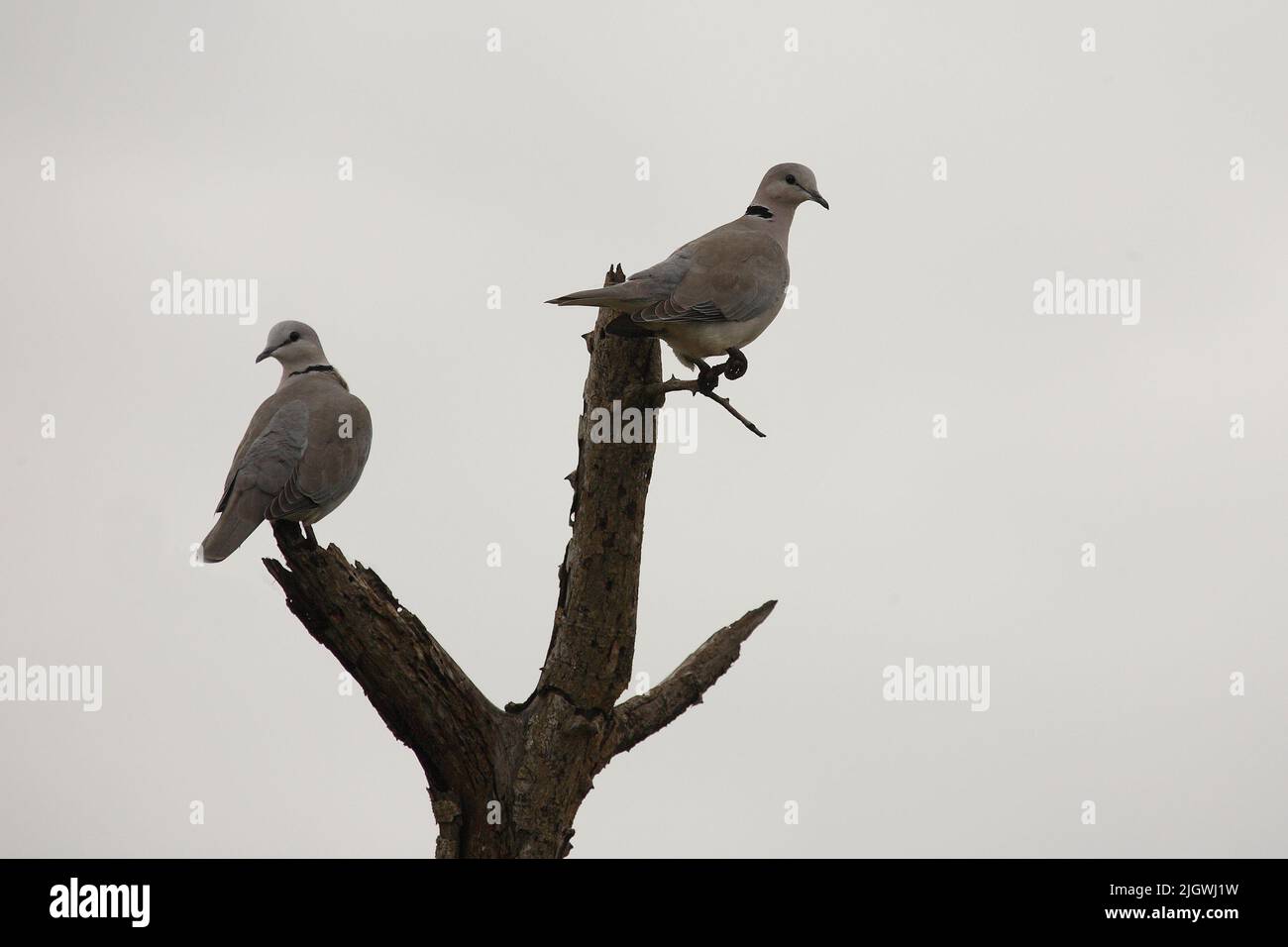 Kapturteltaube / Cape turtle dove / Streptopelia capicola Stock Photo ...