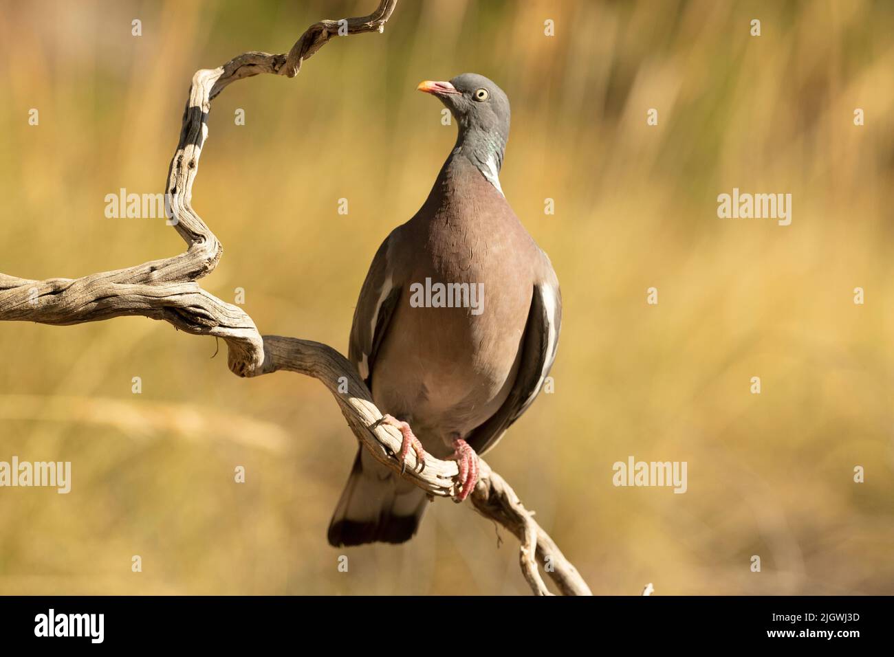 Common forest birds hi-res stock photography and images - Alamy