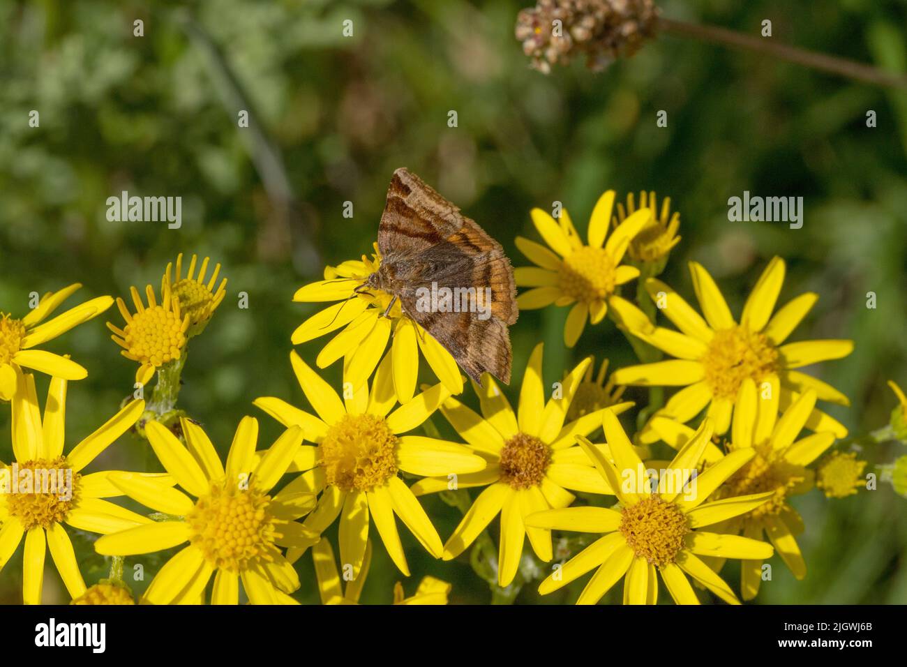 Braune Tageule, Braune Tag Eule, Luzerneule, Luzern Eule (Ectypa ...