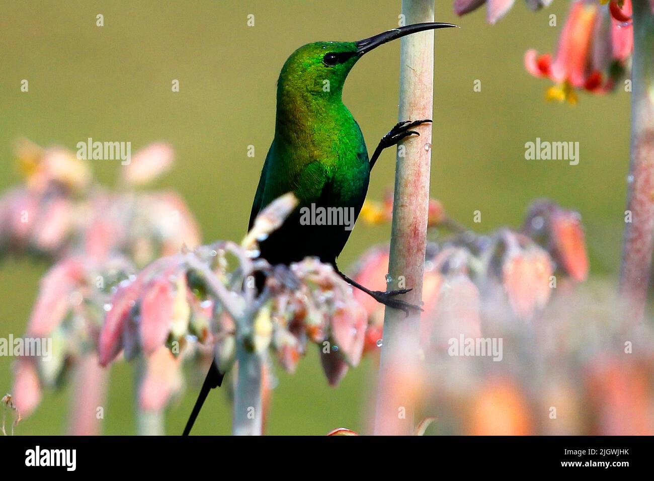 Sunbird feeding hi-res stock photography and images - Alamy