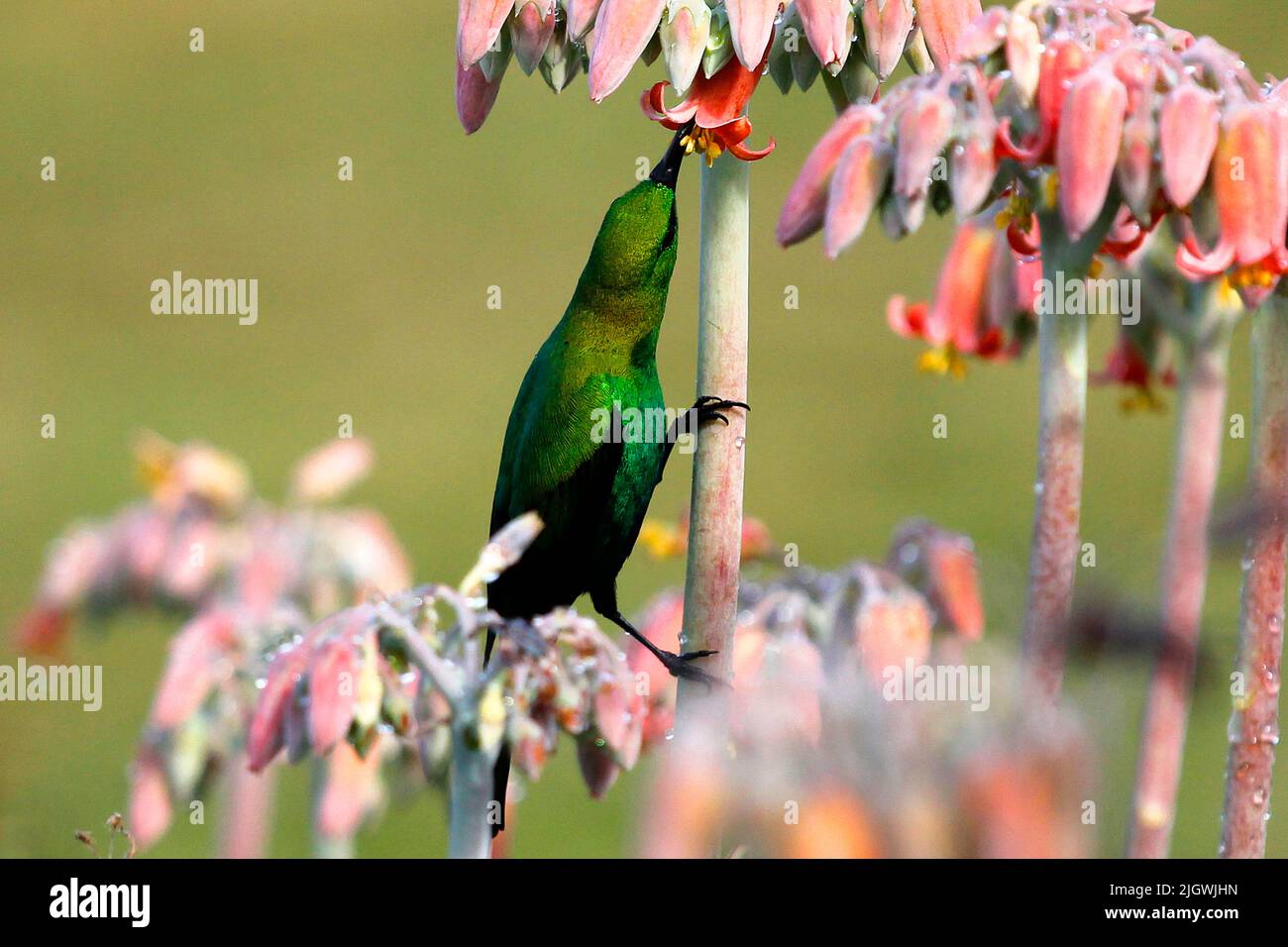Sunbird feeding hi-res stock photography and images - Alamy