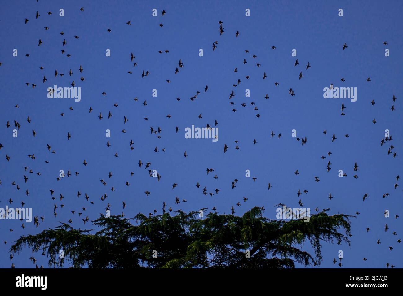 A low angle shot of a flock of common starlings (Sturnus vulgaris ...