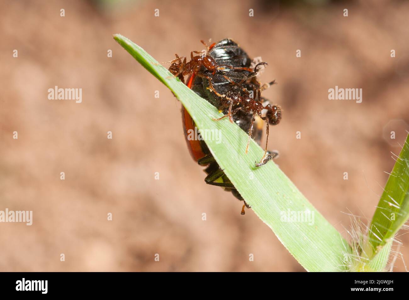 Ants attacking insects hi-res stock photography and images - Alamy
