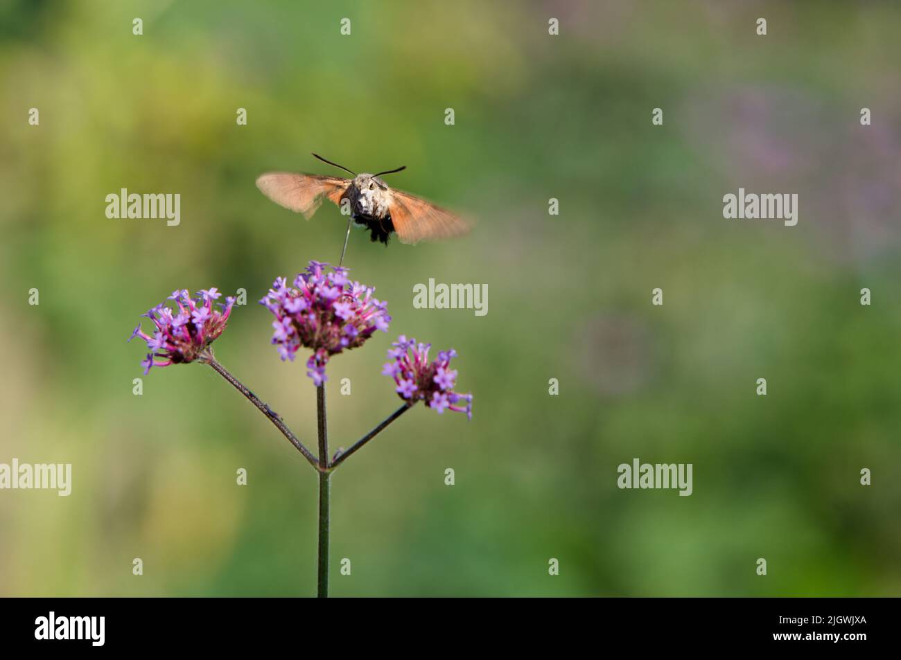 Pamina moth hi-res stock photography and images - Alamy