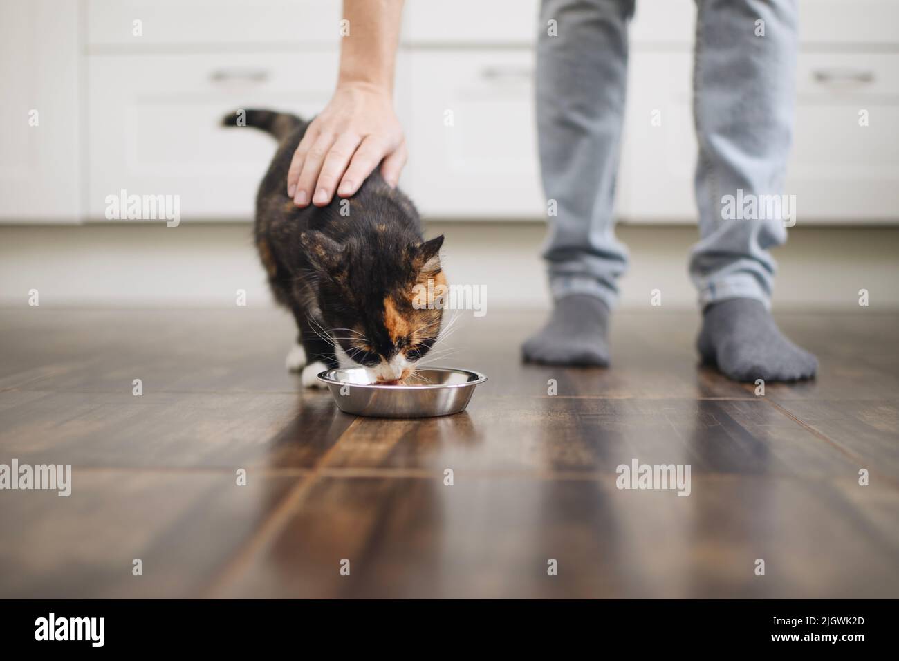 Hungry kitty hi-res stock photography and images - Alamy