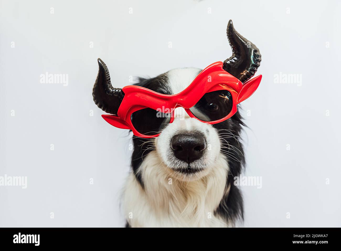 Trick or Treat concept. Funny puppy dog border collie dressed in ...