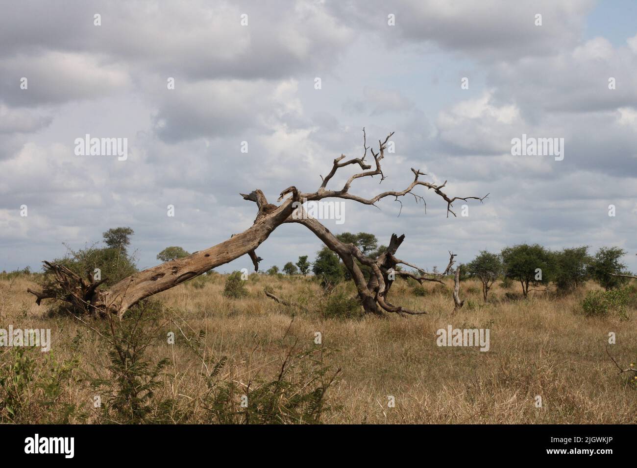 Afrikanischer busch hi-res stock photography and images - Alamy