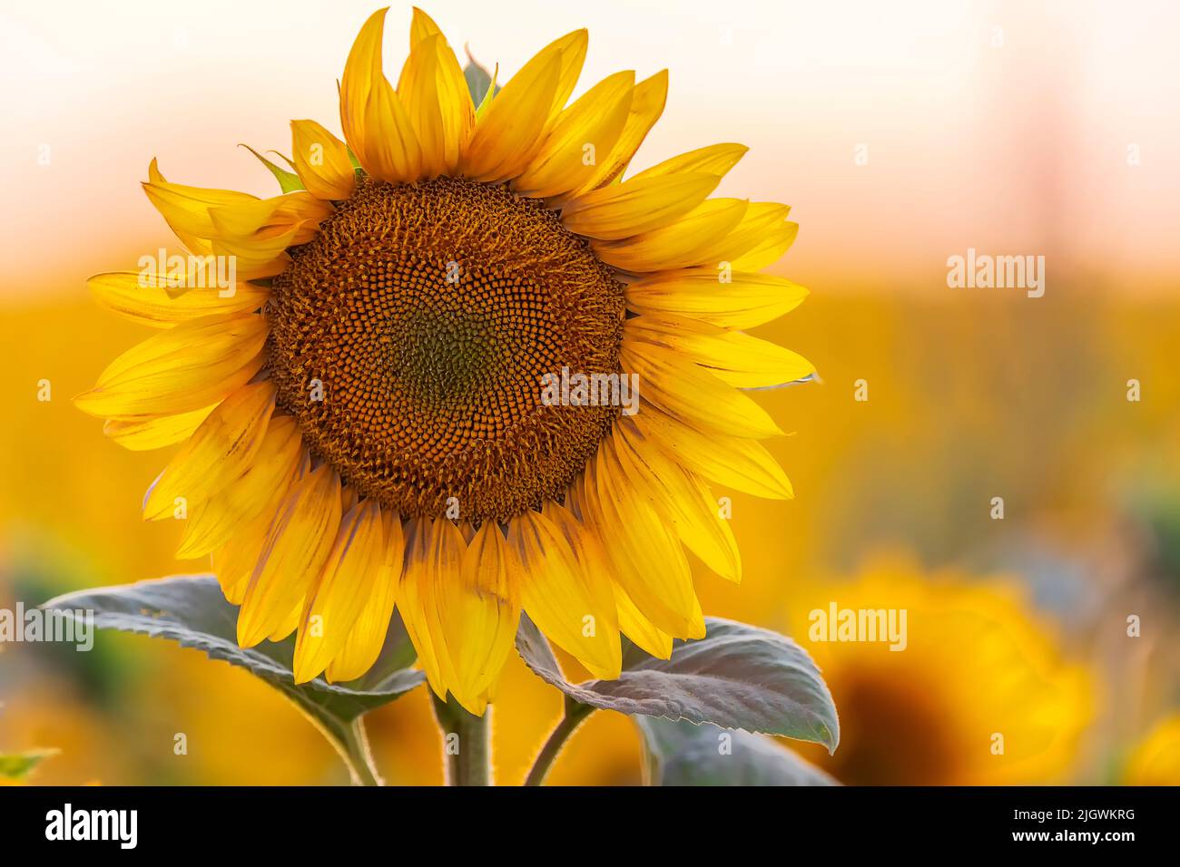Blooming sunflower close-up. Nature Stock Photo - Alamy