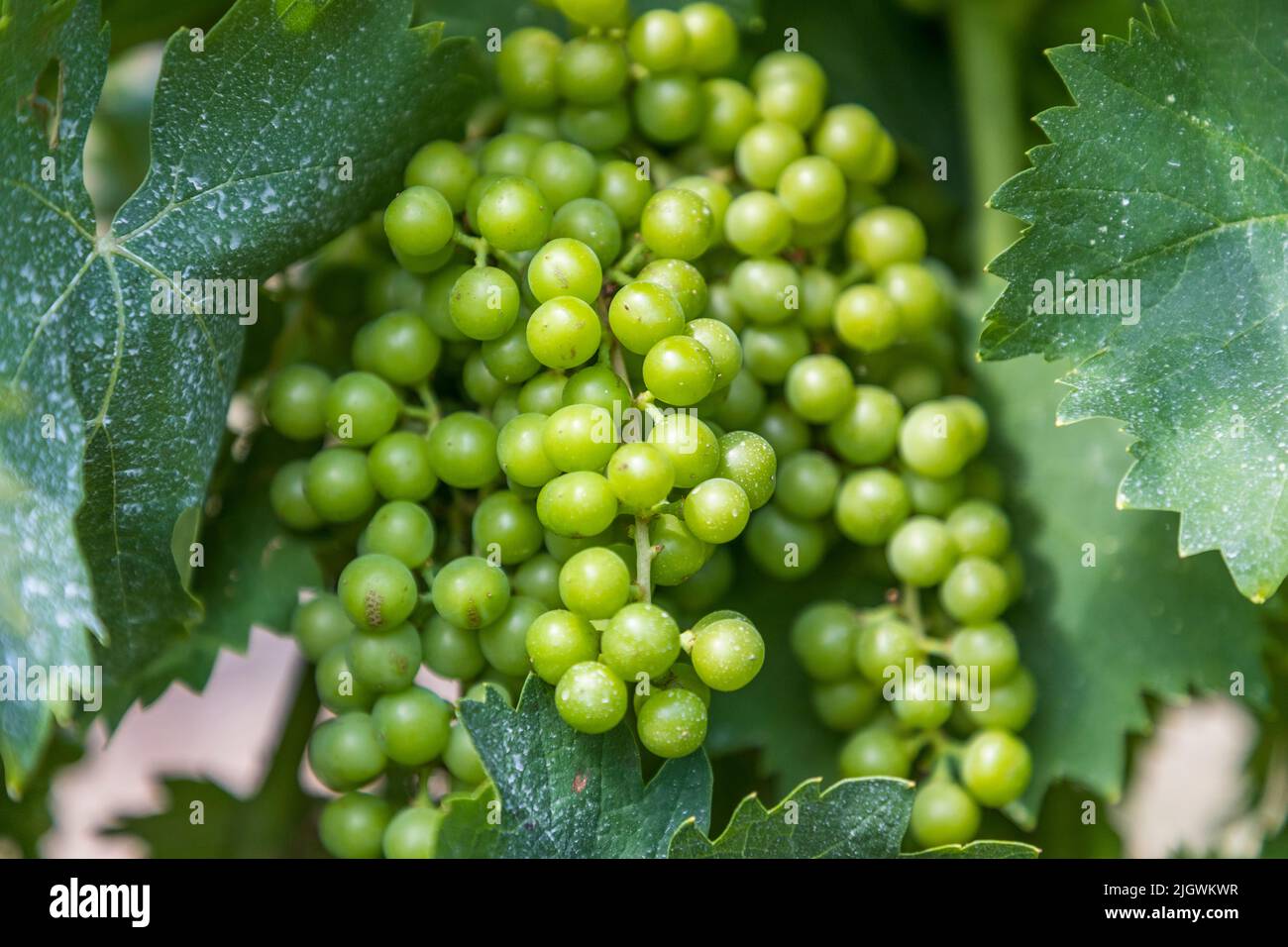 Domaine Peylong winery in Suze, France. The leaf of Sauvignon Blanc has ...