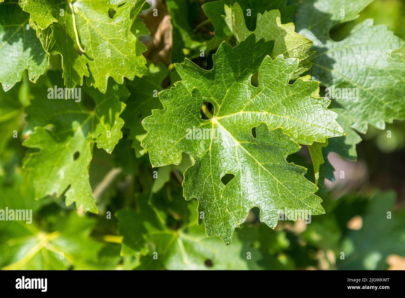 Domaine Peylong winery in Suze, France. The leaf of Sauvignon Blanc has ...