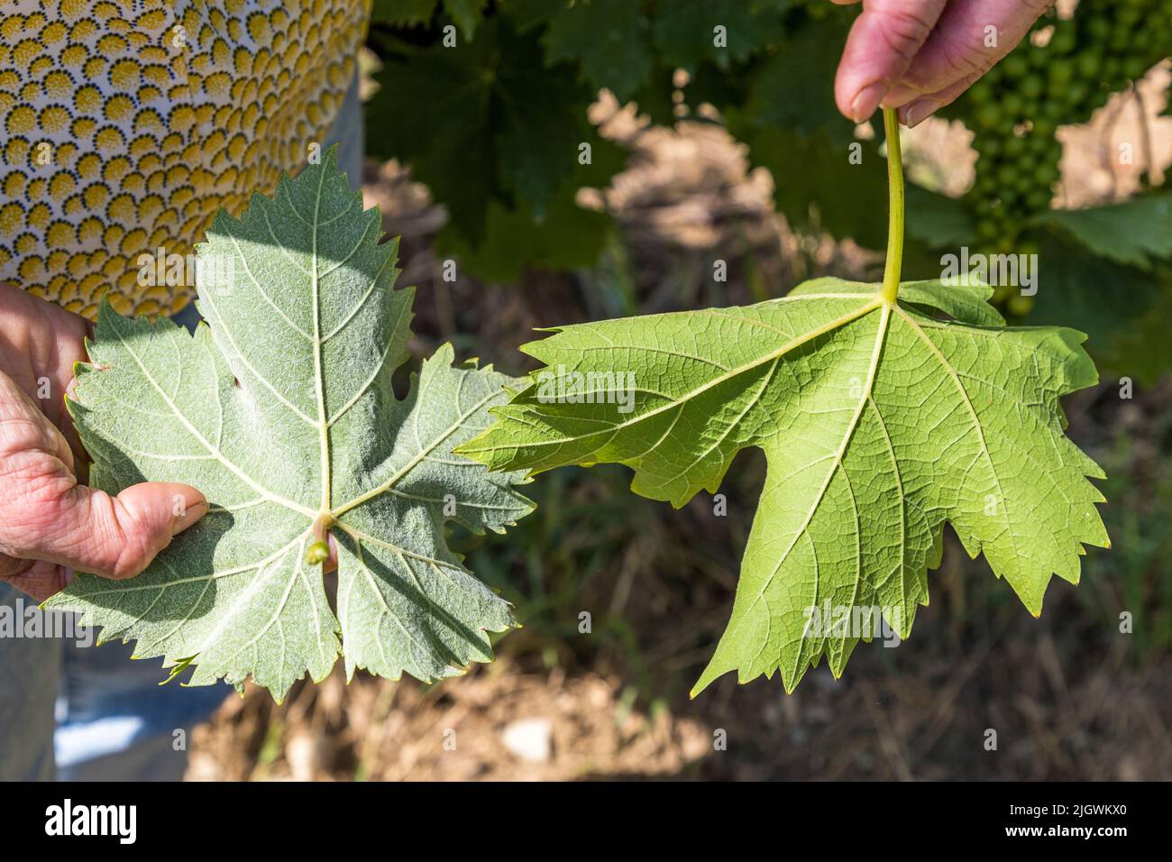 Domaine Peylong winery in Suze, France. The leaf of Sauvignon Blanc has ...
