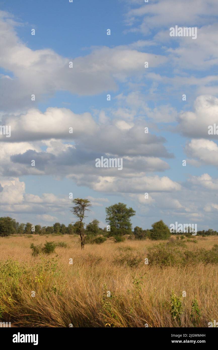 Afrikanischer Busch / African Bush Stock Photo - Alamy