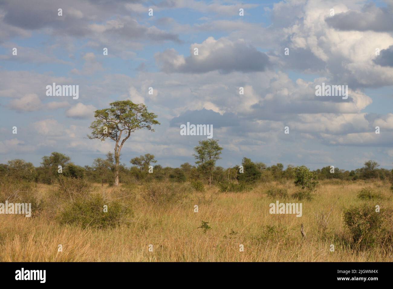 Afrikanischer Busch / African Bush Stock Photo - Alamy