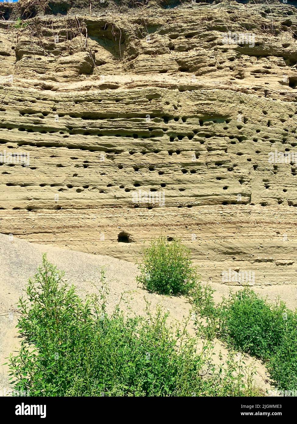 Birds nests texture hi-res stock photography and images - Alamy