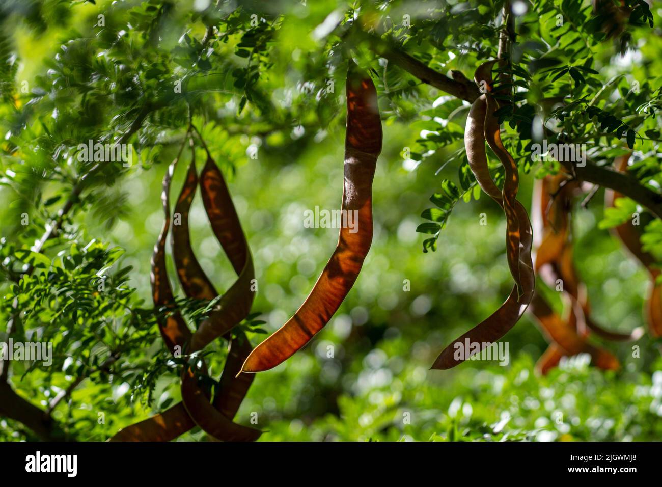 Algarrobo tree hi-res stock photography and images - Alamy