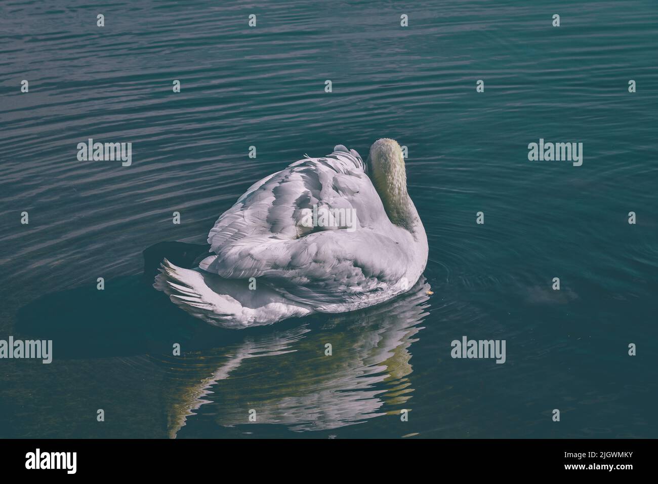 An elegant swan napping in the blue reflective water Stock Photo - Alamy