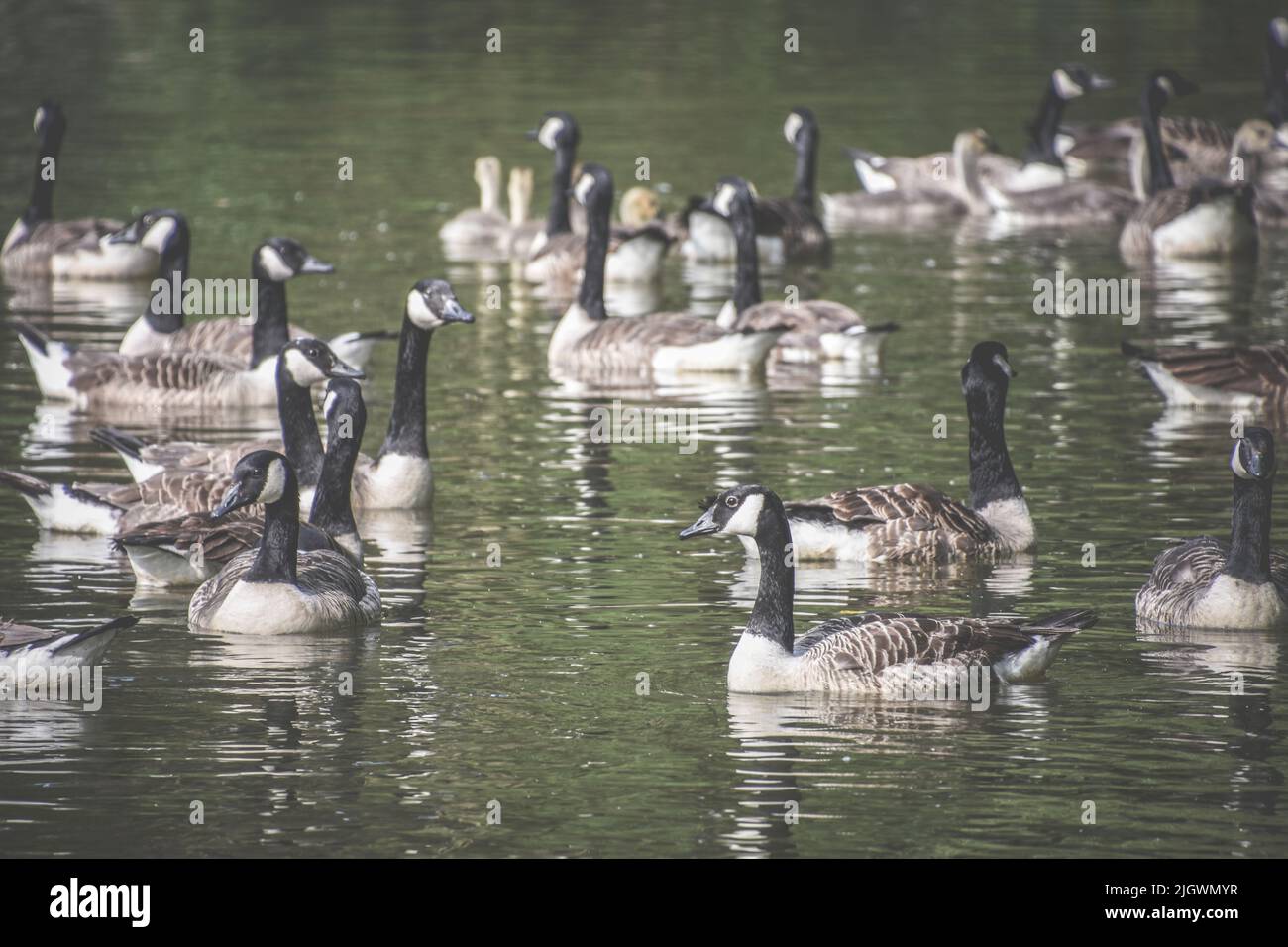 A flock of canada geese swimming in the water Stock Photo - Alamy