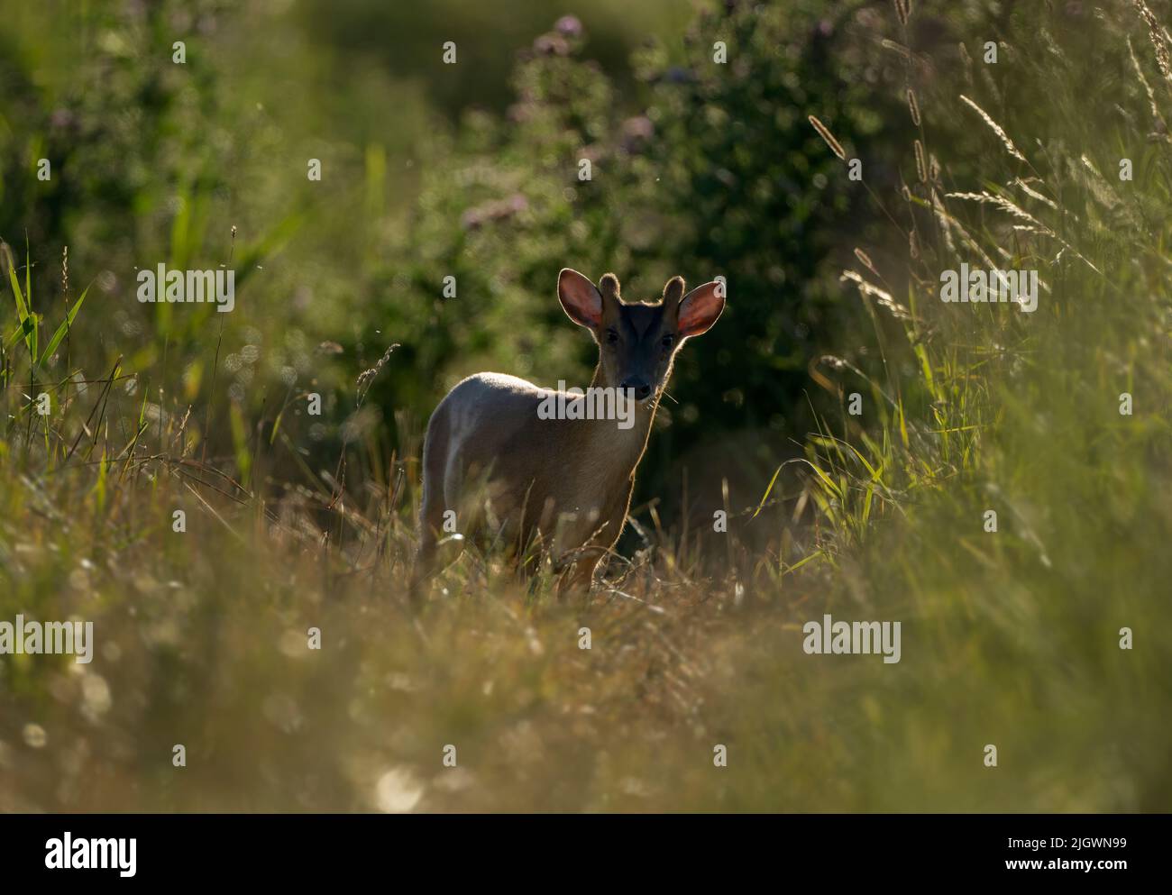 An adult male Muntjac deer (Muntiacus reevesi) backlit against the ...