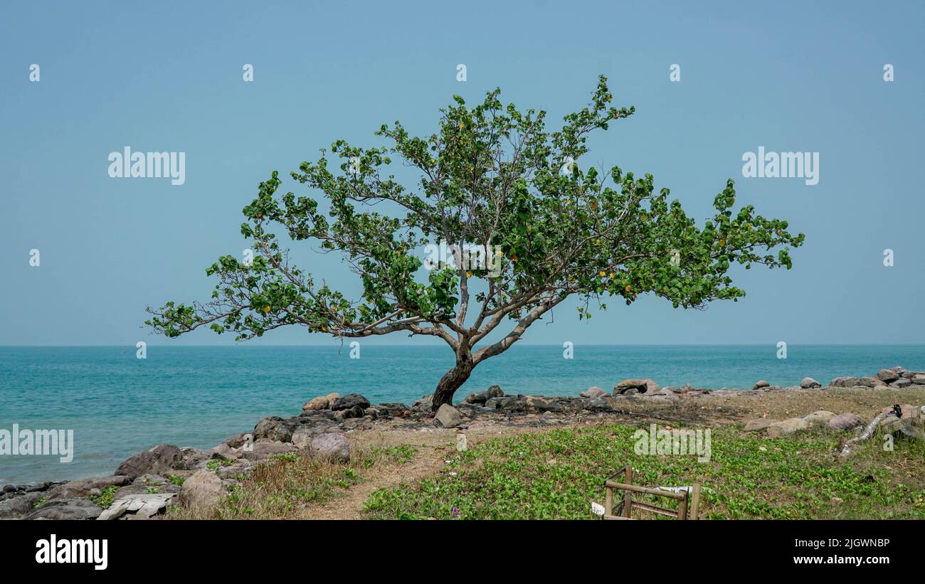 Tree on the beach Stock Photo - Alamy