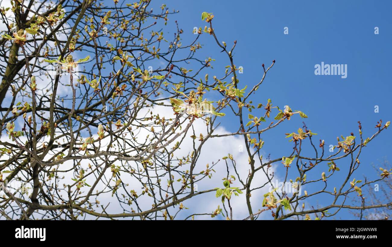 Chestnut tree flowering in spring green leaves with seeds Stock Photo ...