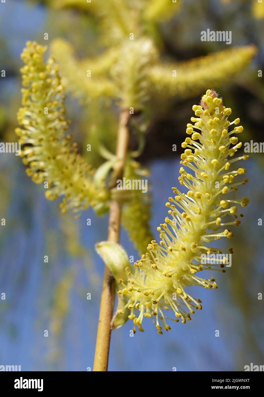 Babylonian willow tree flowering in spring with fluffy seeds Stock ...