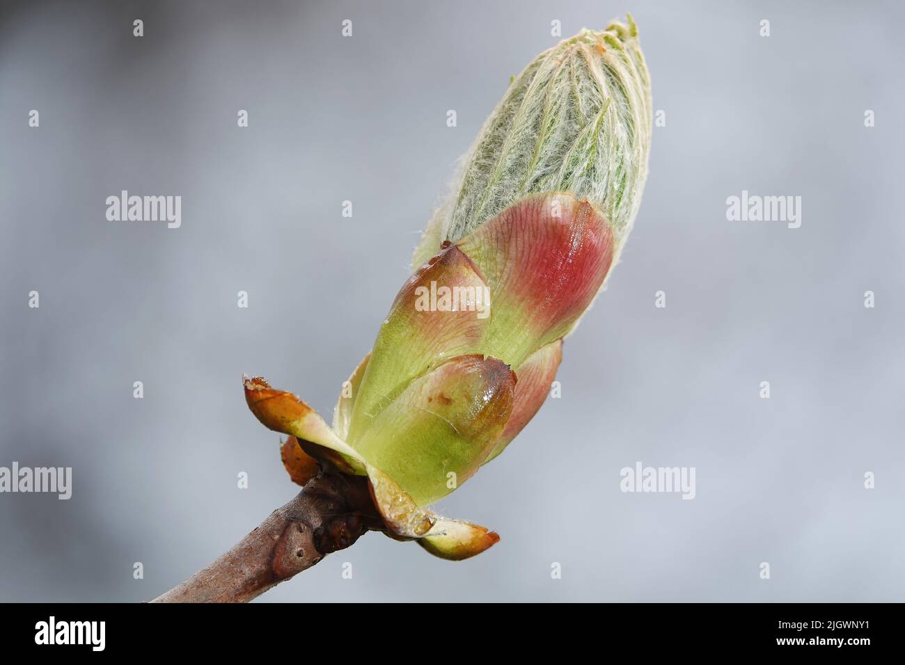 In spring, the buds of a chestnut tree bloom Stock Photo - Alamy