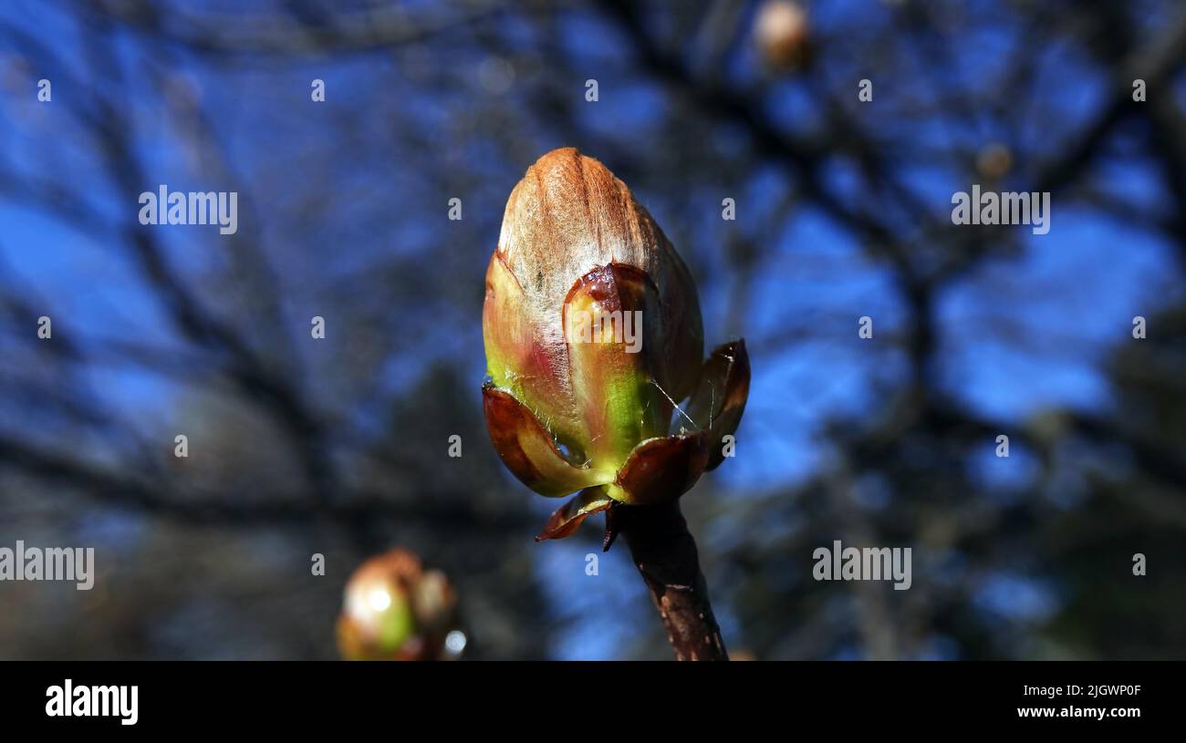 In the spring, the buds of a chestnut tree bloom Stock Photo - Alamy
