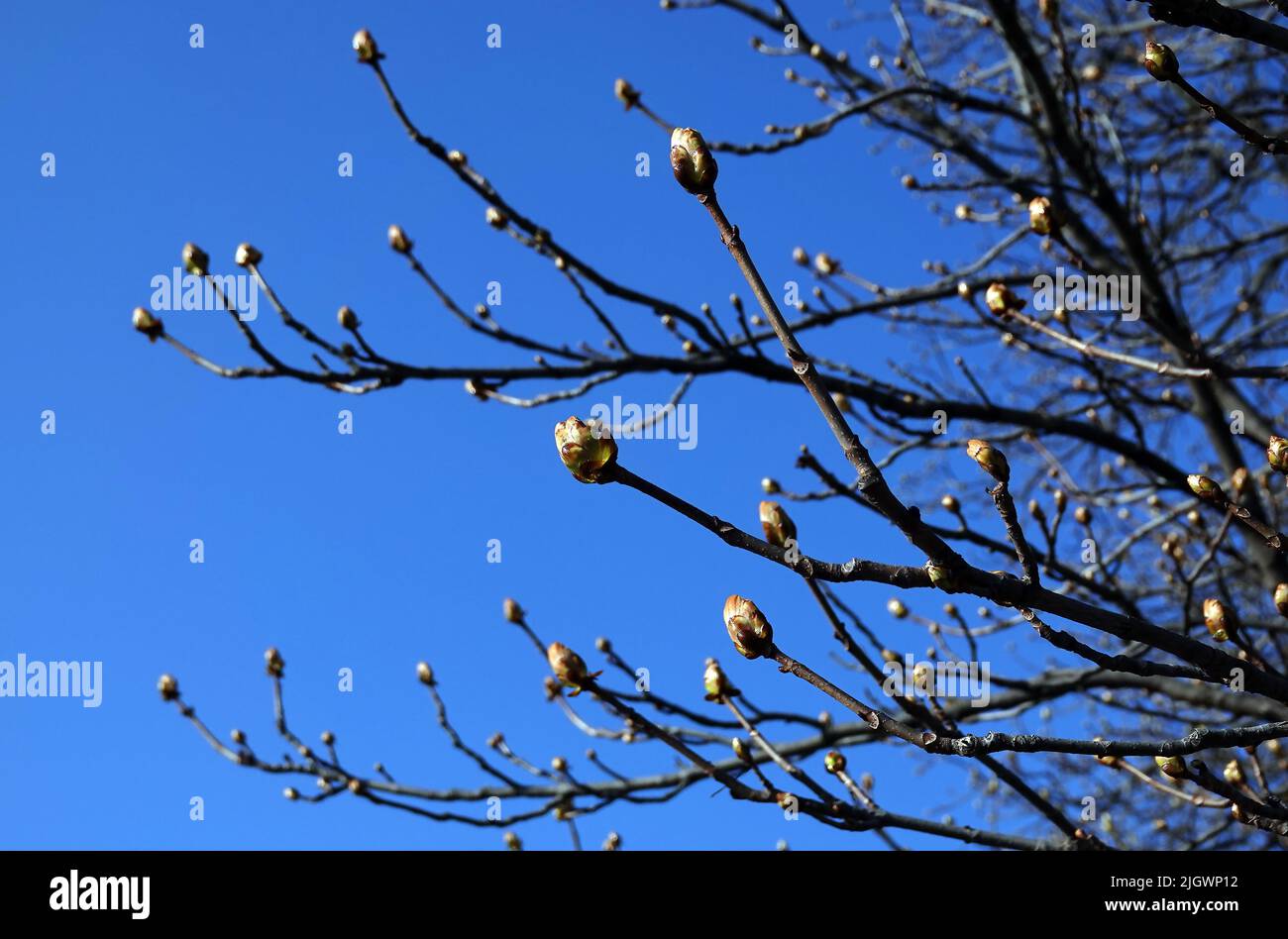 In the spring, the buds of a chestnut tree bloom Stock Photo - Alamy