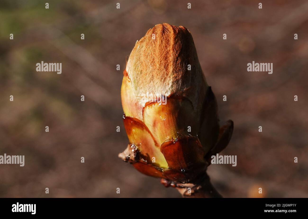 In the spring, the buds of a chestnut tree bloom Stock Photo - Alamy
