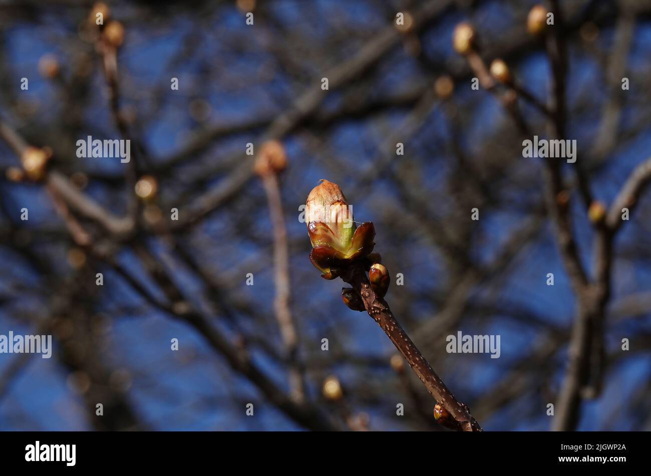 In the spring, the buds of a chestnut tree bloom Stock Photo - Alamy
