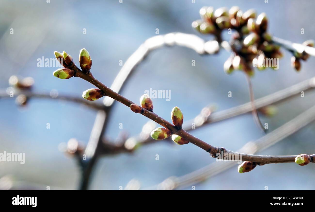 Trees wake up in spring, buds bloom, leaves appear Stock Photo - Alamy