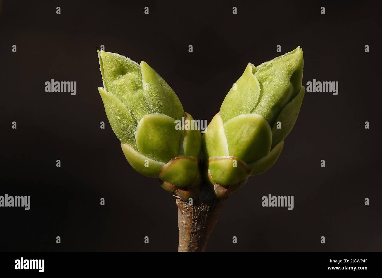 Trees wake up in spring, buds bloom, leaves appear Stock Photo - Alamy