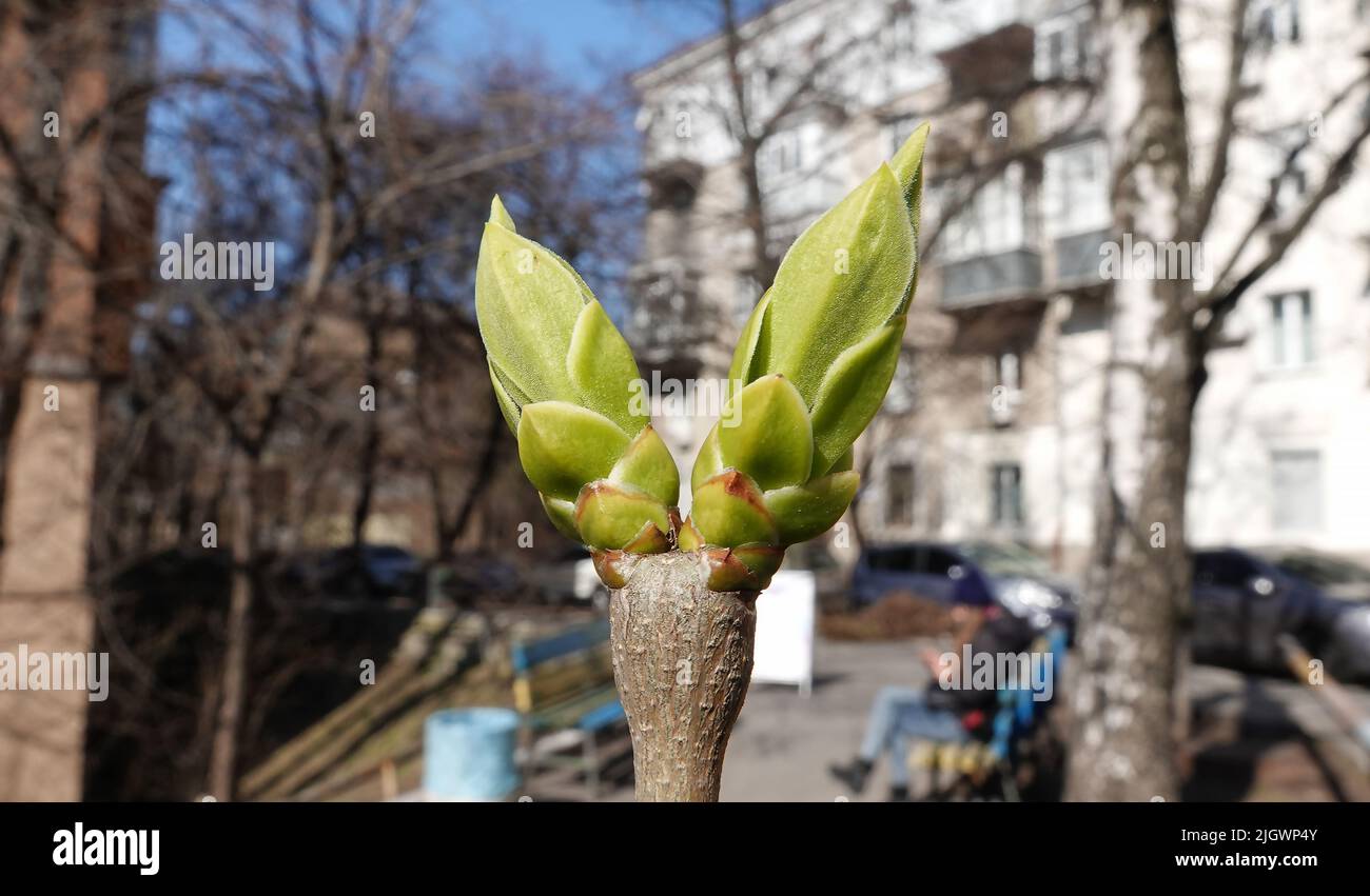 Trees wake up in spring, buds bloom, leaves appear Stock Photo - Alamy